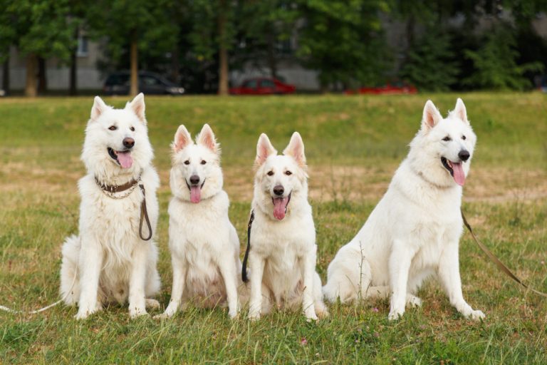 Home · German Shepherd 101
