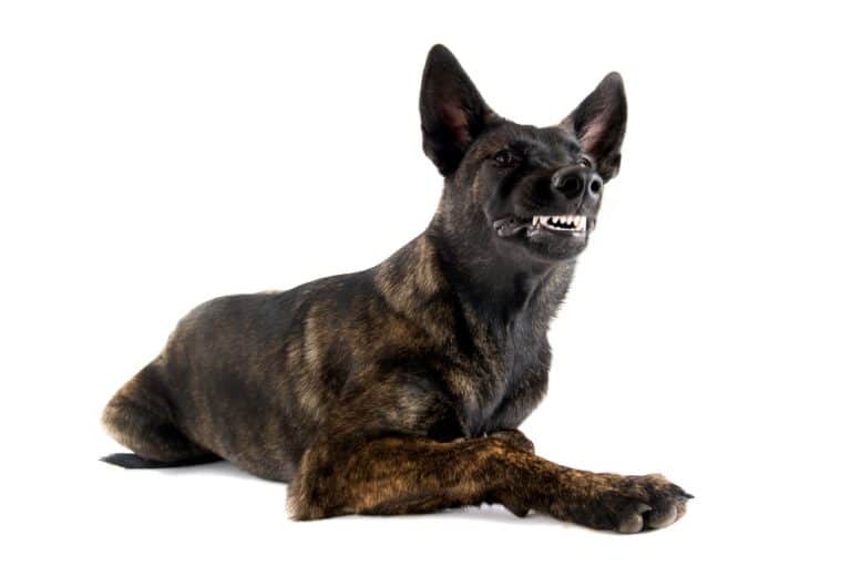 Why Do German Shepherds Growl? And What Should I Do About It? - German ...