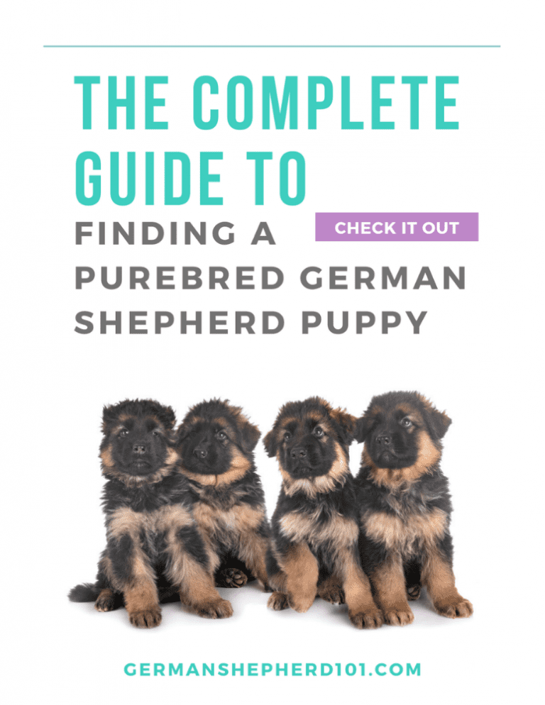 German Shepherd 101