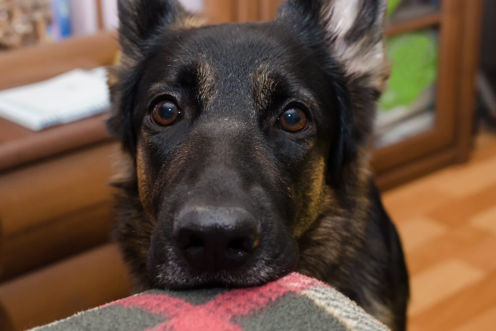 Home · German Shepherd 101