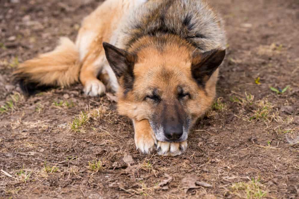Bringing Your German Shepherd Puppy Home for the First Time · German ...