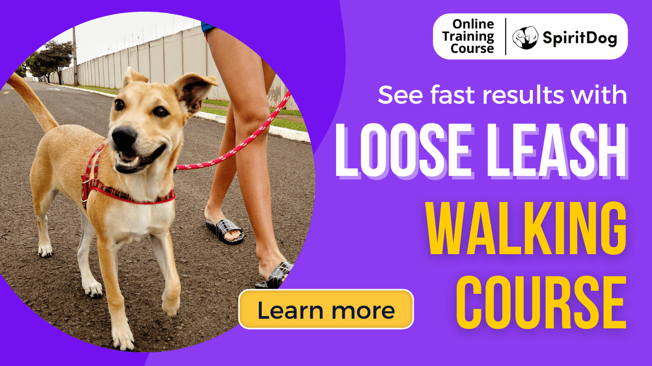 SpiritDog Training - German Shepherd 101