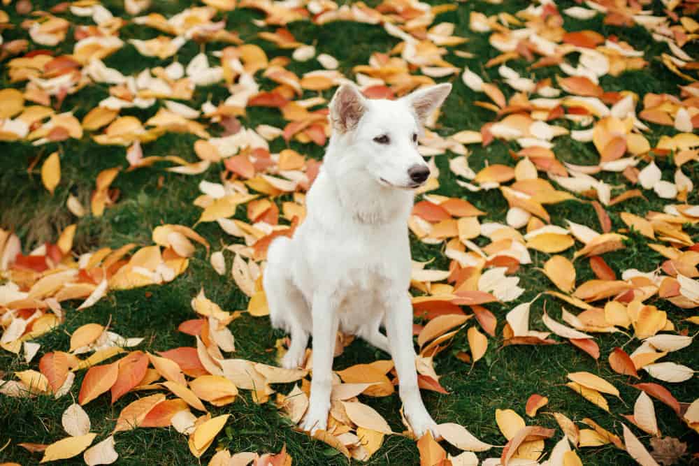 The Complete Guide to The White Swiss Shepherd - German Shepherd 101
