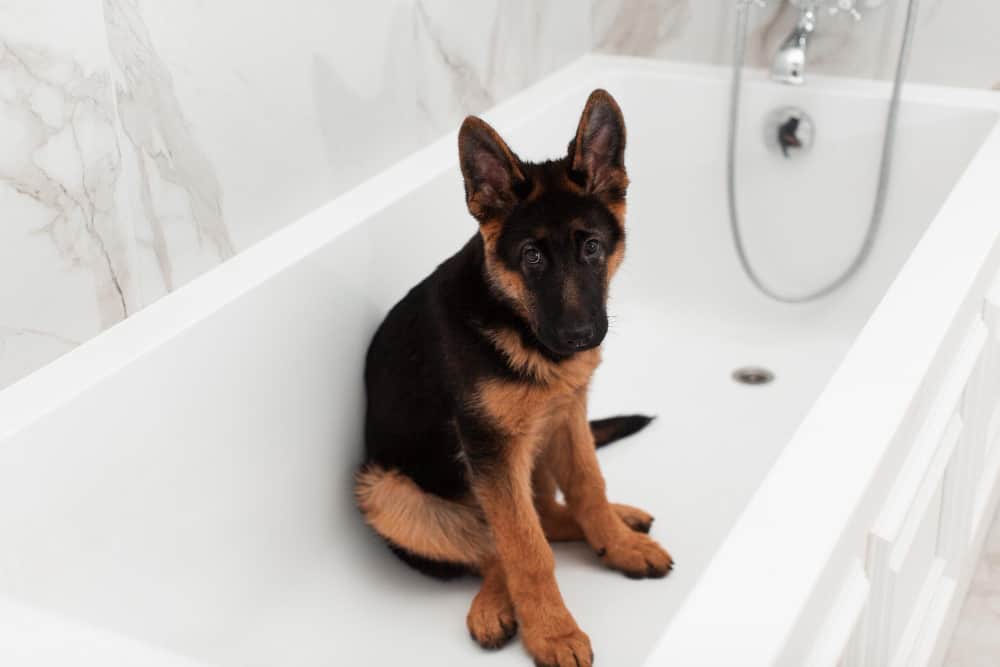 How Long Do German Shepherds Sleep At Night
