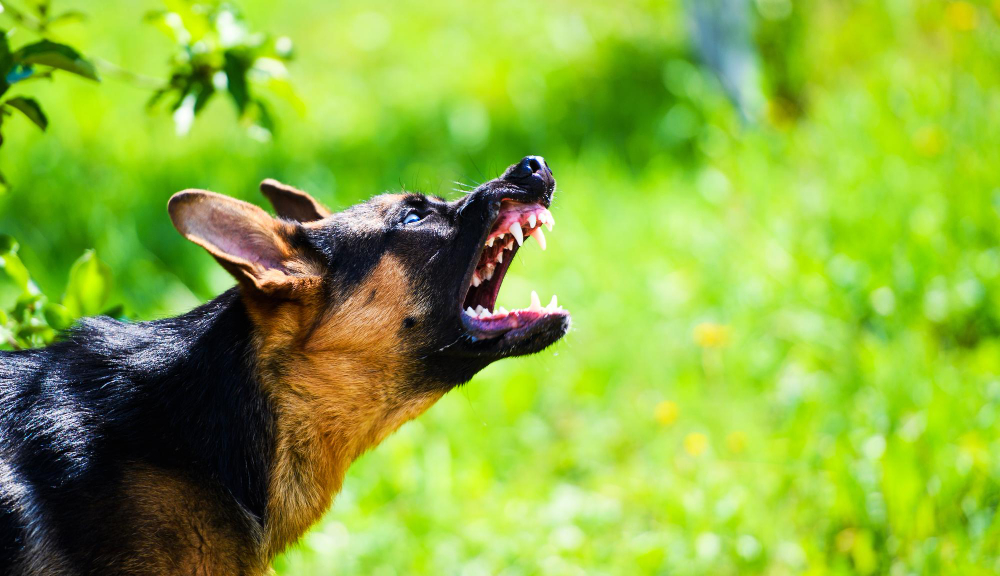 How To Stop A German Shepherd From Barking
